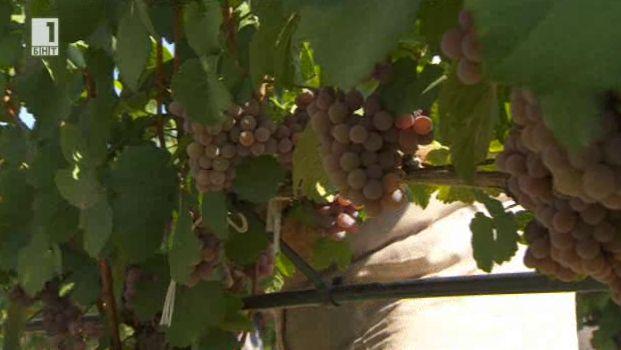 Гроздобер по долината на р.Струма - Българска национална телевизия