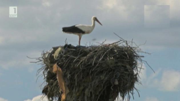 Щъркел за късмет - Българска национална телевизия